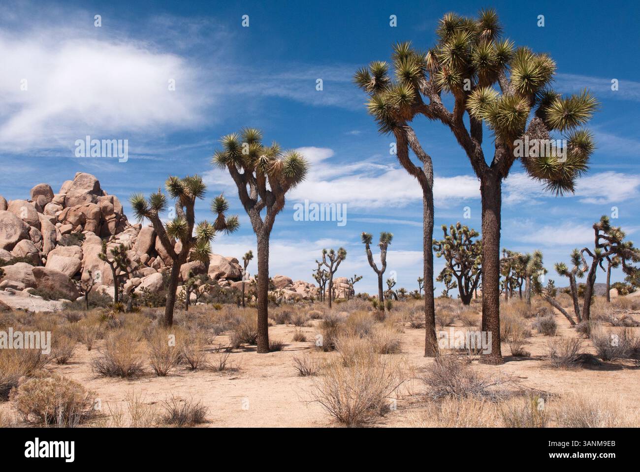 Joshua trees iconic plants hi-res stock photography and images - Alamy