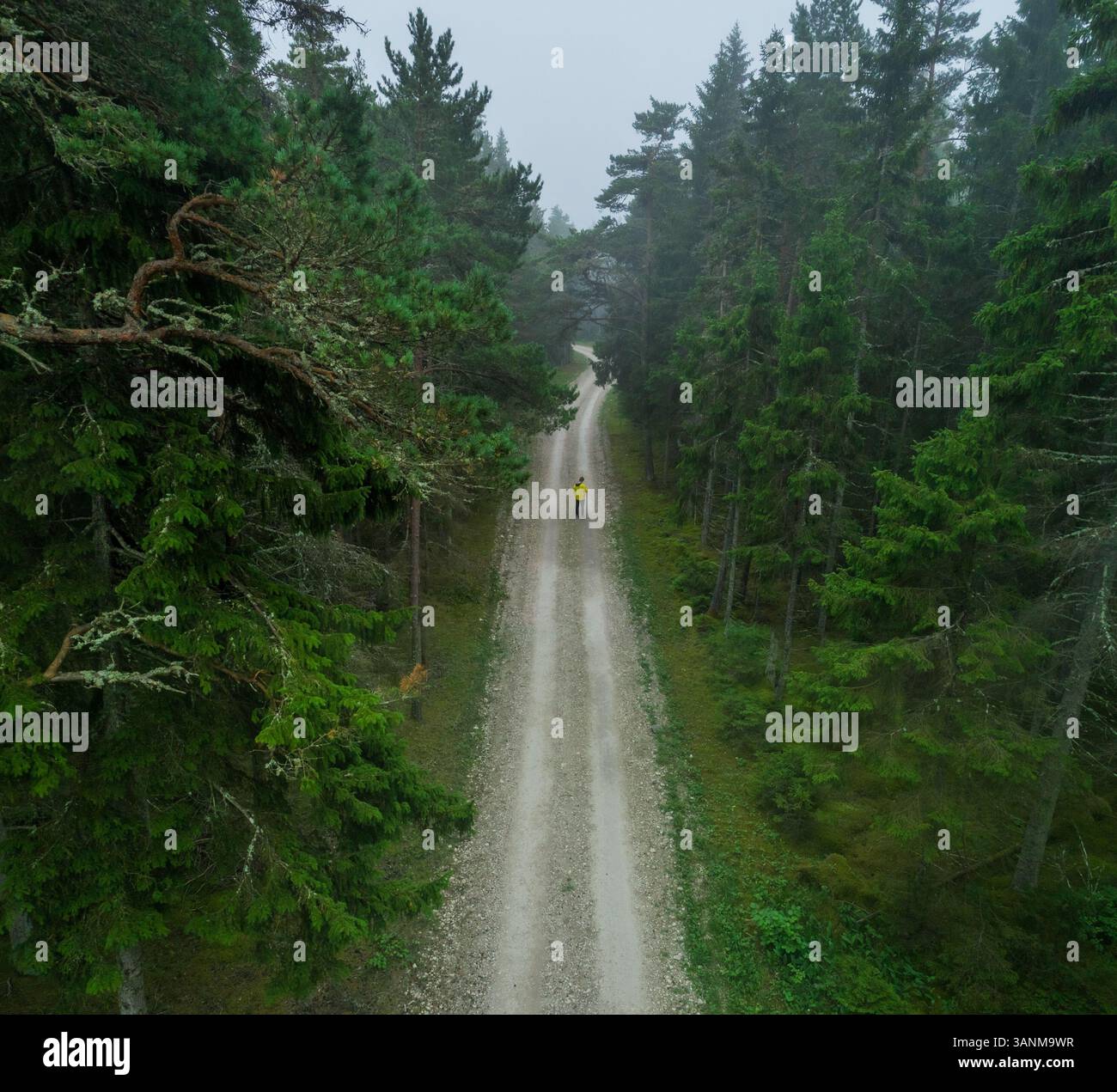 Aerial view of man standing in forest in Forby on Vormsi island ...