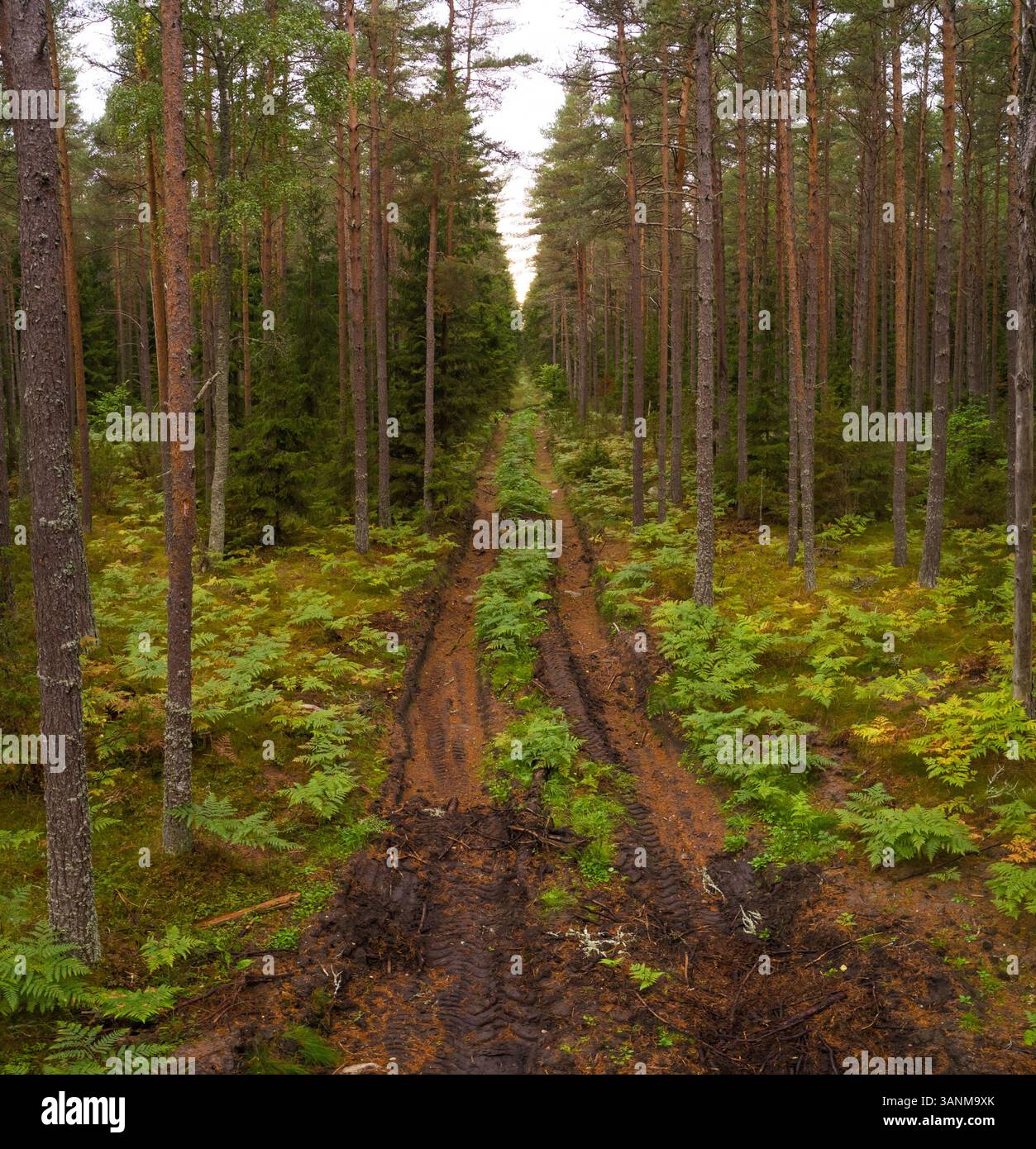 Aerial view of dirty road going through forest in Forby on Vormsi ...