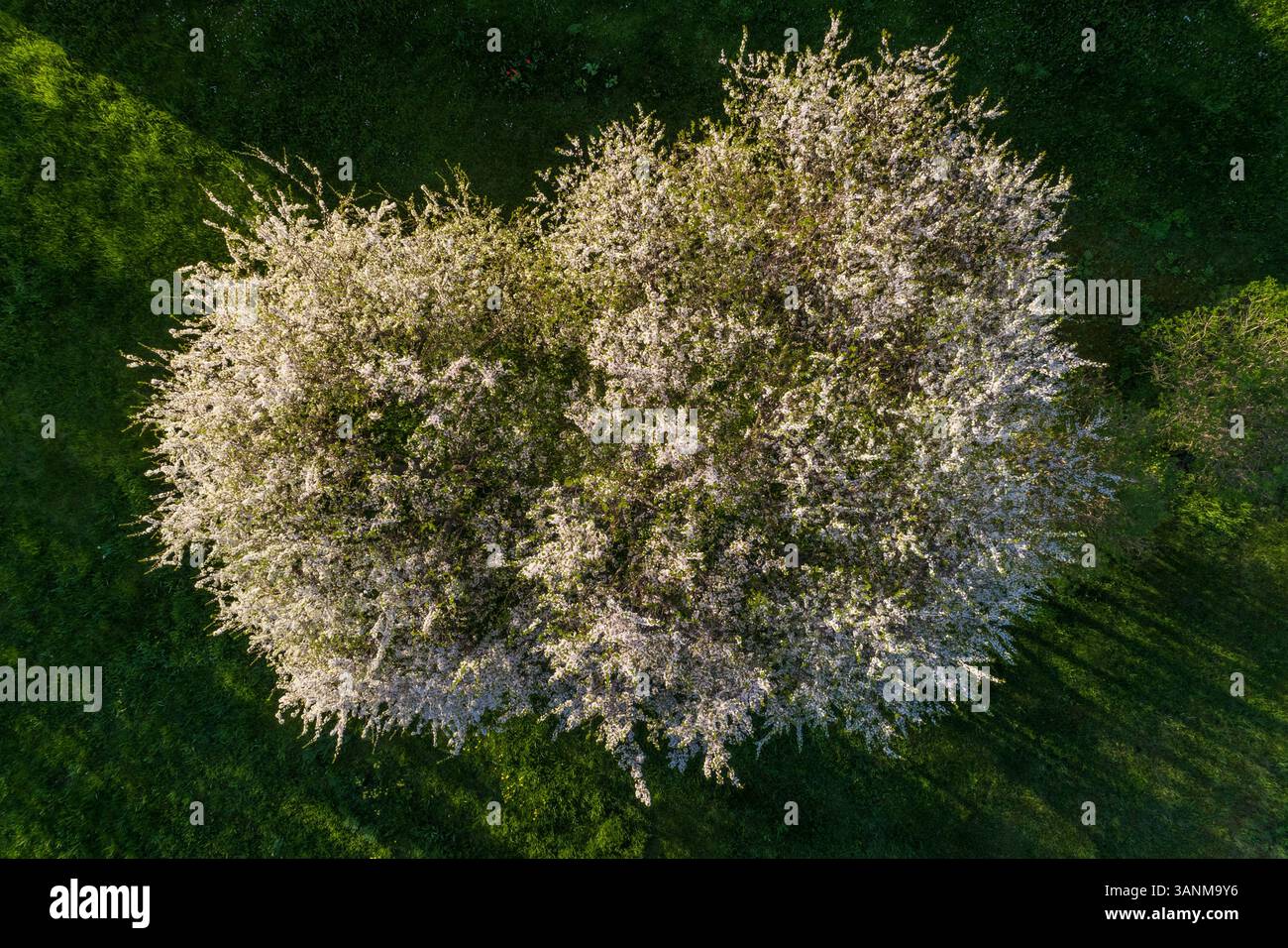 Aerial view of white tree in Forby on Vormsi island, Estonia Stock ...