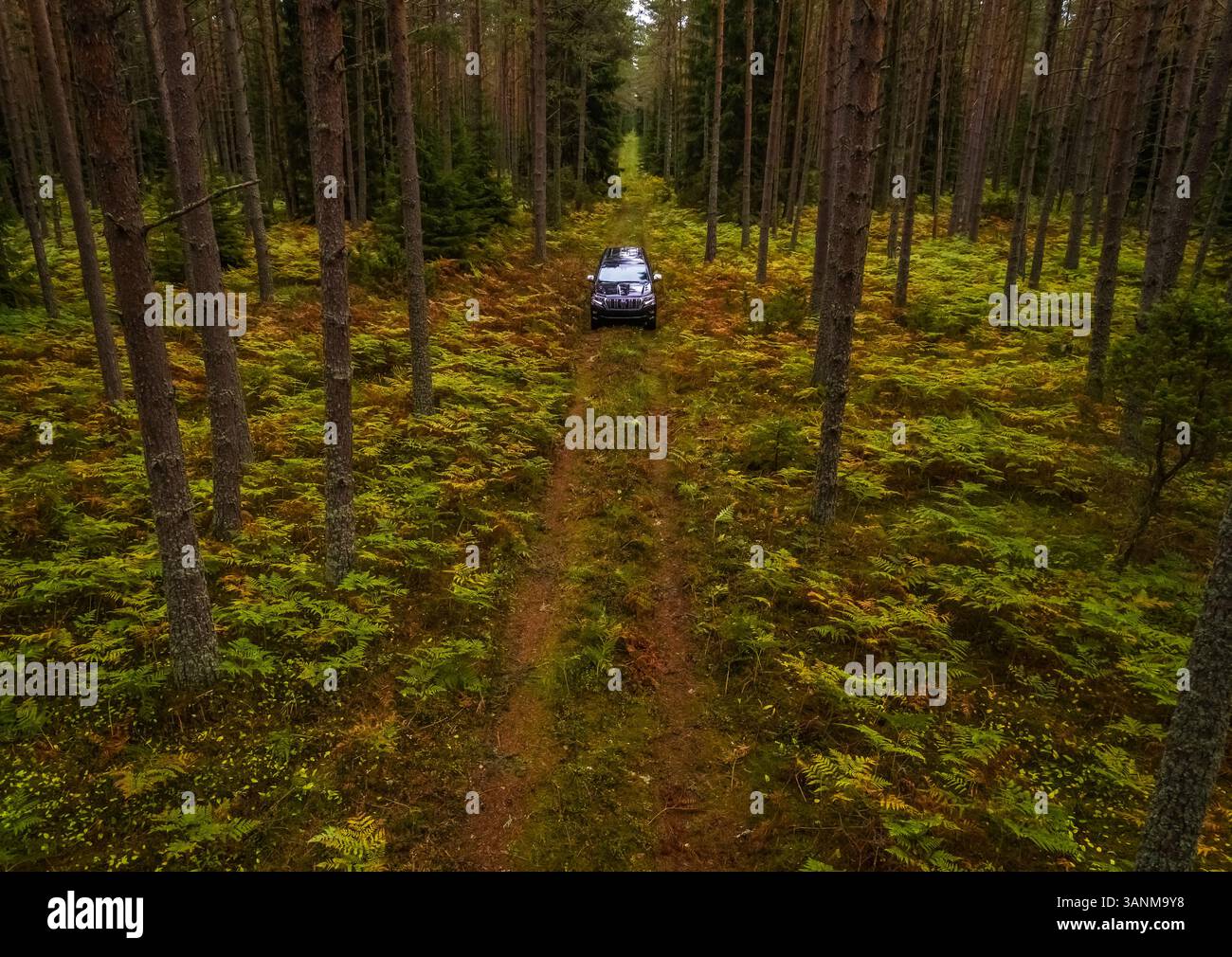 Aerial view of black car going through forest in Forby on Vormsi island ...