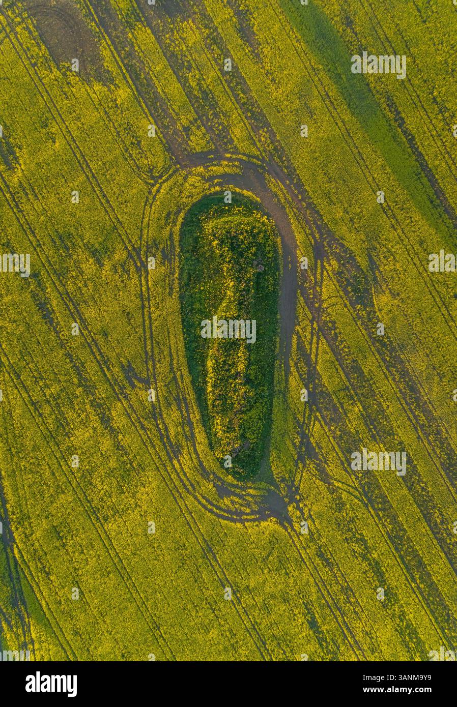 Aerial view rapeseed meadow hi-res stock photography and images - Alamy