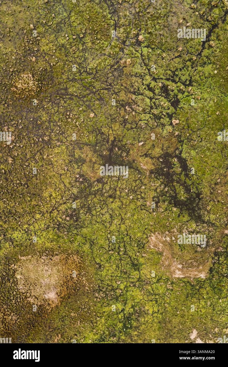 Swamp natural area reed hi-res stock photography and images - Alamy