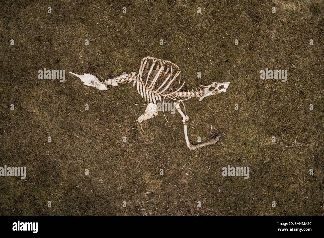 Aerial view of animal skeleton on the beach on the island of Vormsi ...