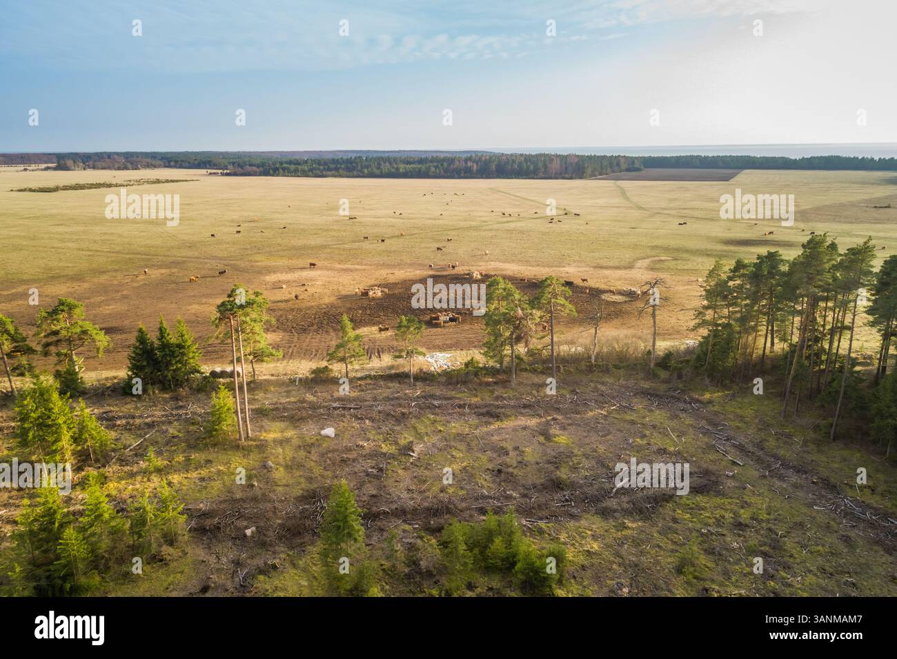 Aerial view of beautiful agricultural land with farm animals at island ...