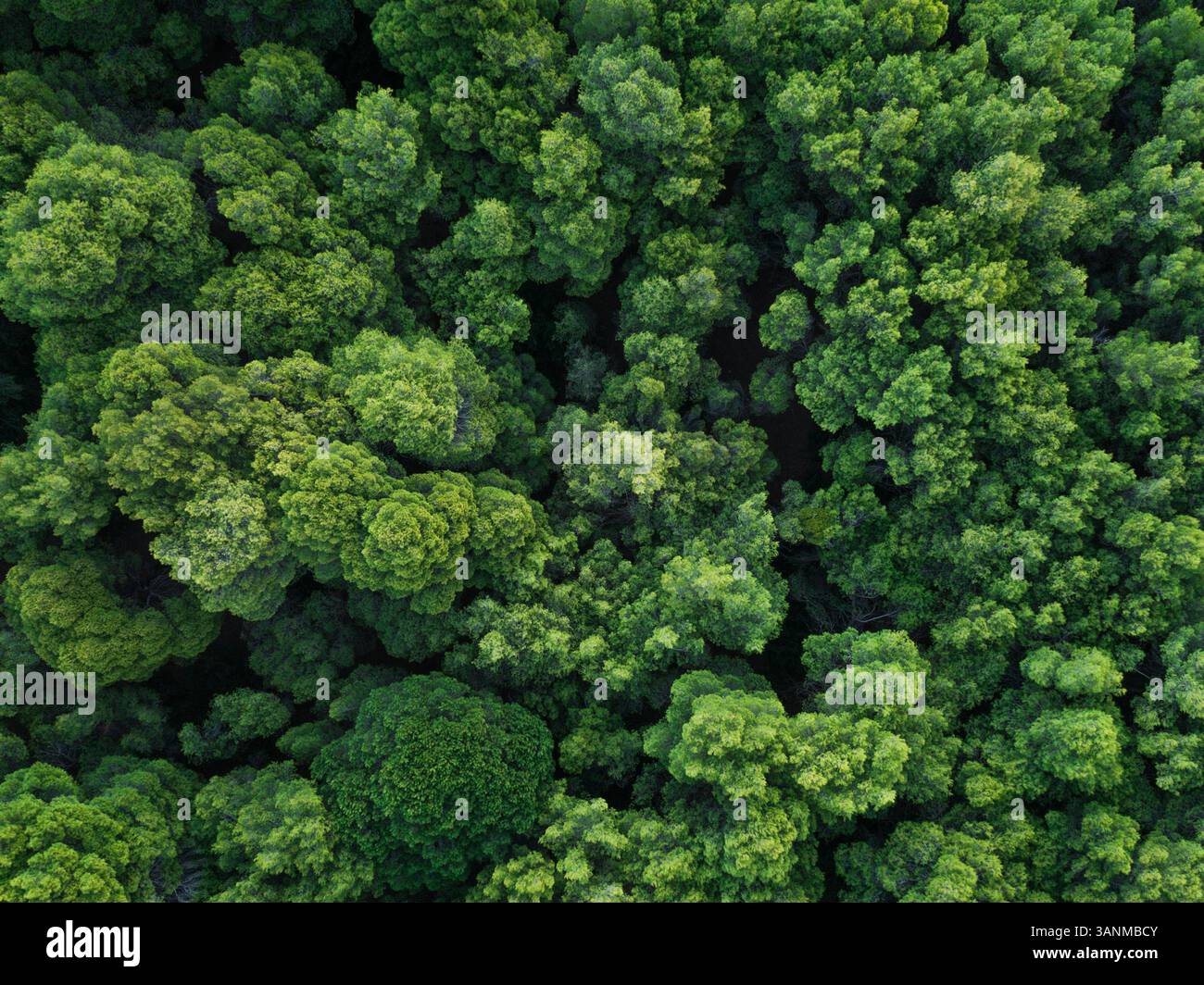 Aerial photography of a forest in Greece Stock Photo - Alamy