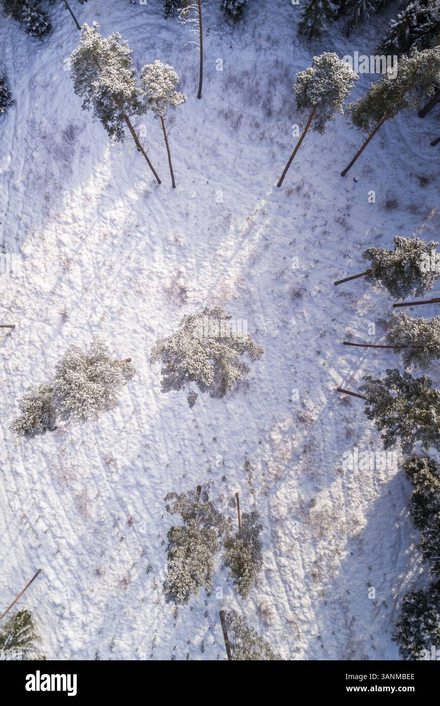 Aerial view of the snowy forest in Naage in Estonia Stock Photo - Alamy