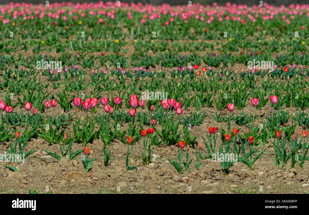 Fields of tulips flourish in the Helmsley Flower Belt, creating a ...
