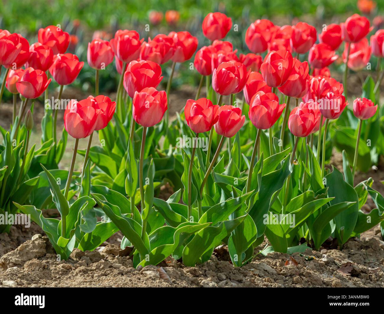 Vibrant red tulips fill the fields of Helmsley Flower Belt, creating a ...
