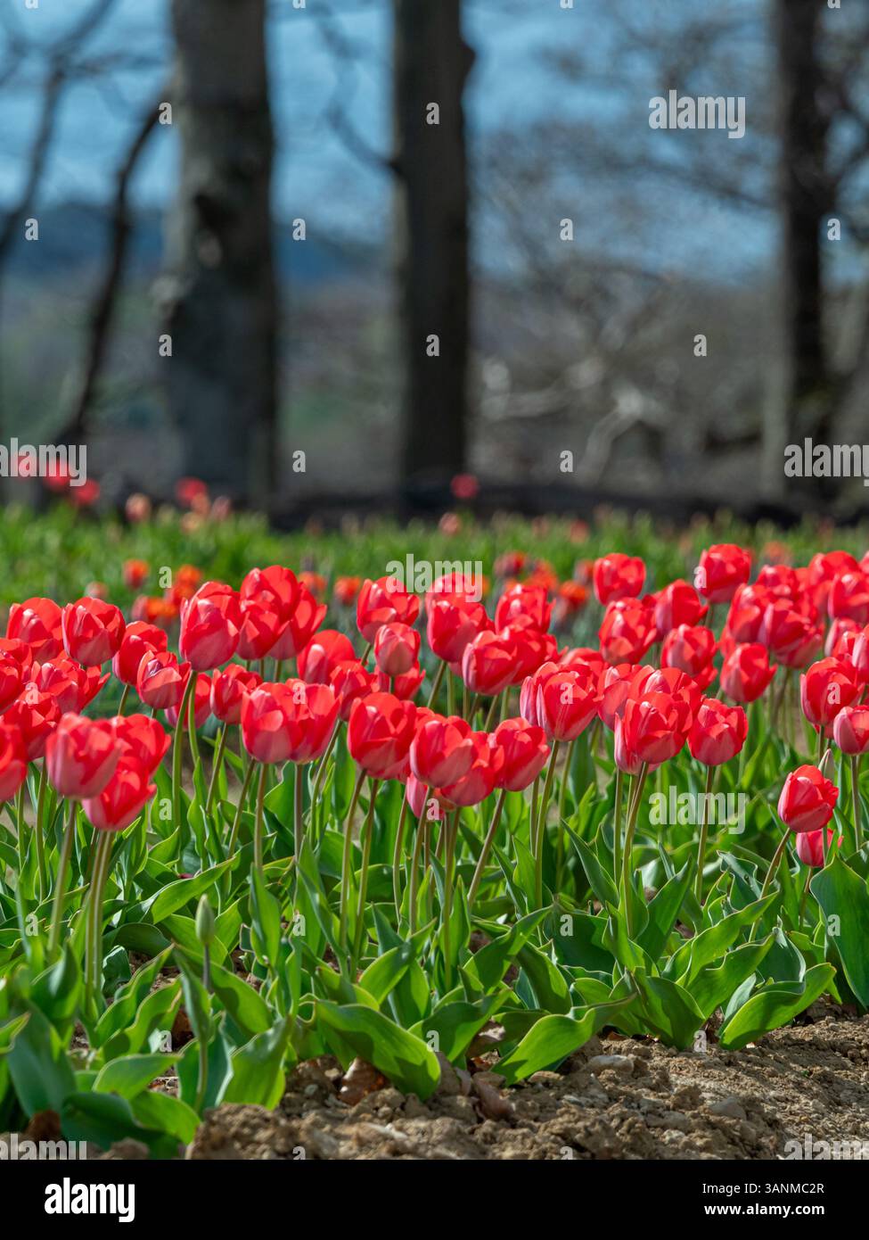 Red tulips create a stunning display in the Helmsley Flower Belt ...