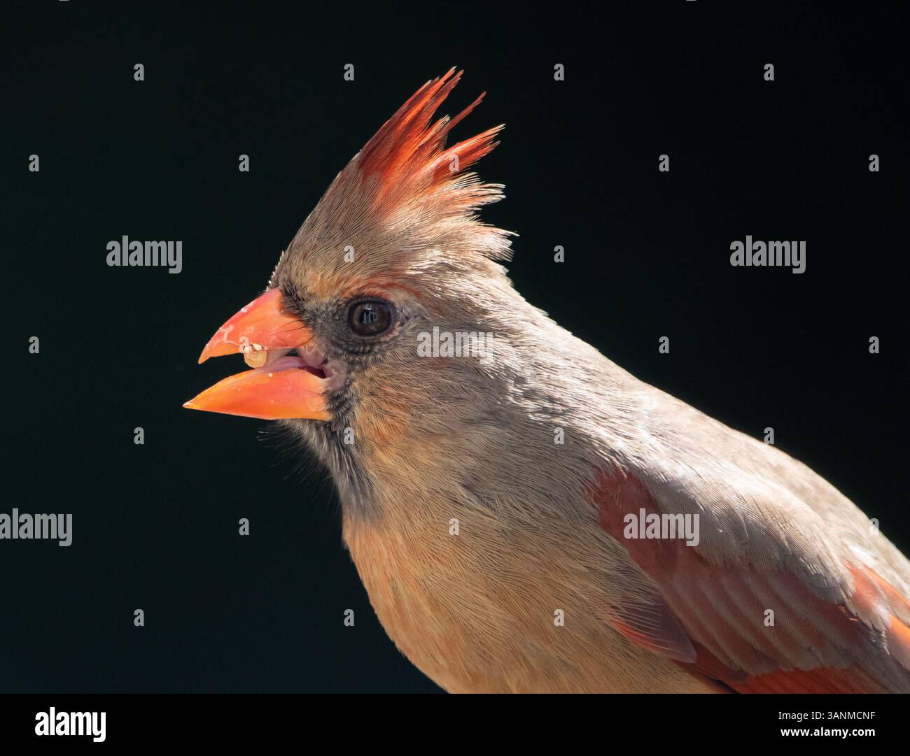 Closeup profile of a female northern cardinal with a seed in beak Stock ...