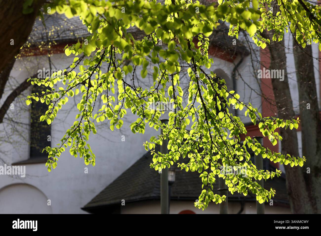 Fruehlingsmorgen Frühlingsmorgen im Siegerland. Gruene Grüne Blaetter ...