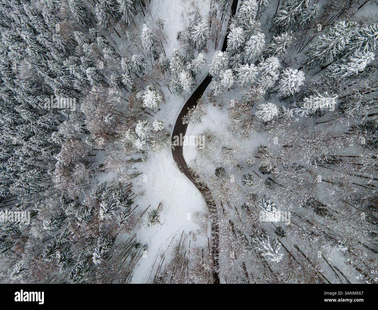 Aerial view of a road crossing the forest with pine trees in winter with snow, Bavaria, Germany ...