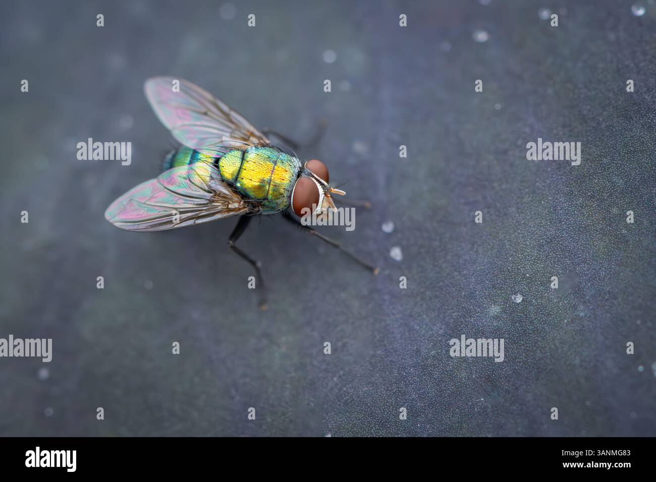 Close-up of a shiny green housefly resting on a smooth dark surface ...