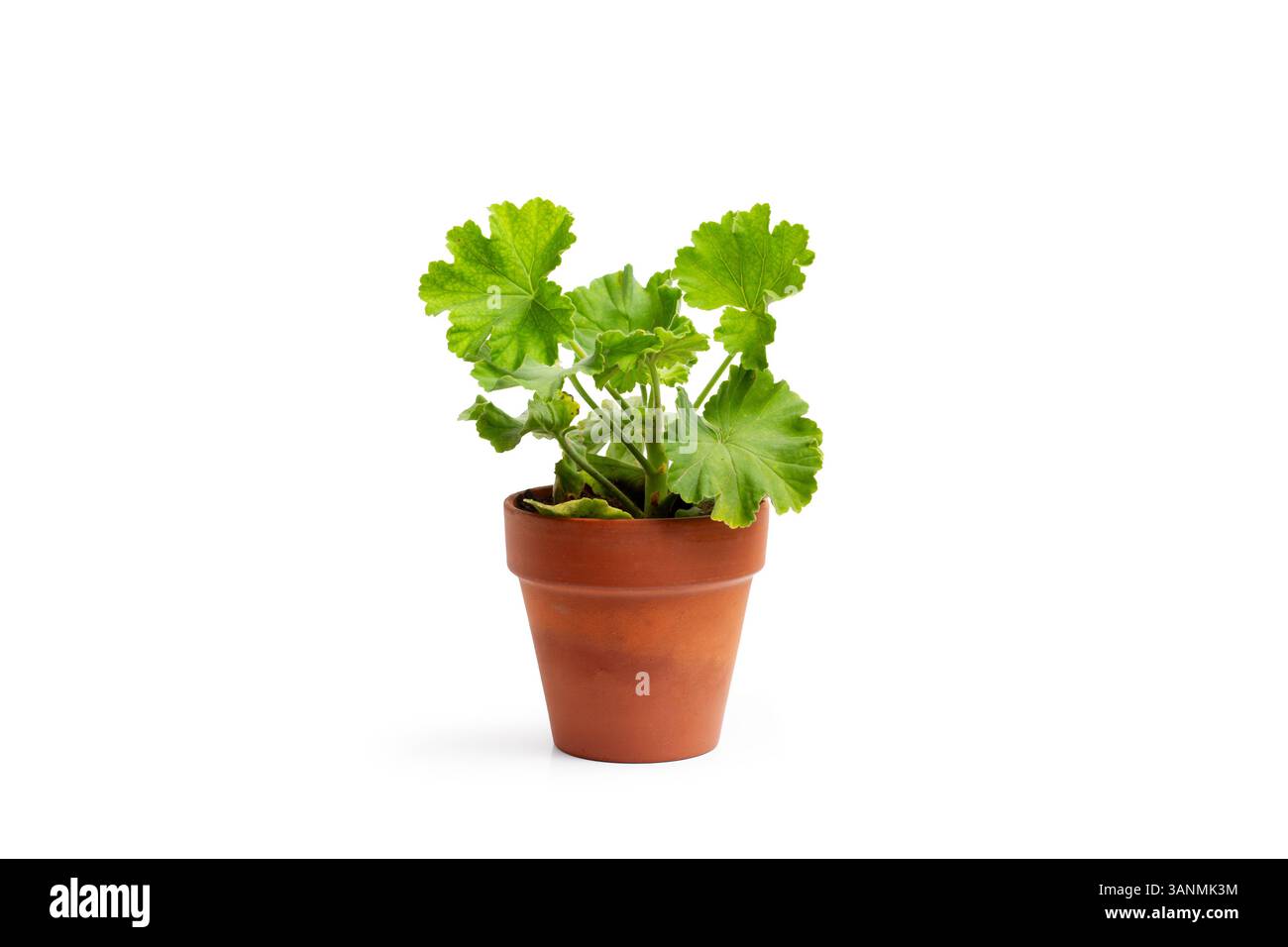 A geranium plant in a clay pot on a white background Stock Photo - Alamy