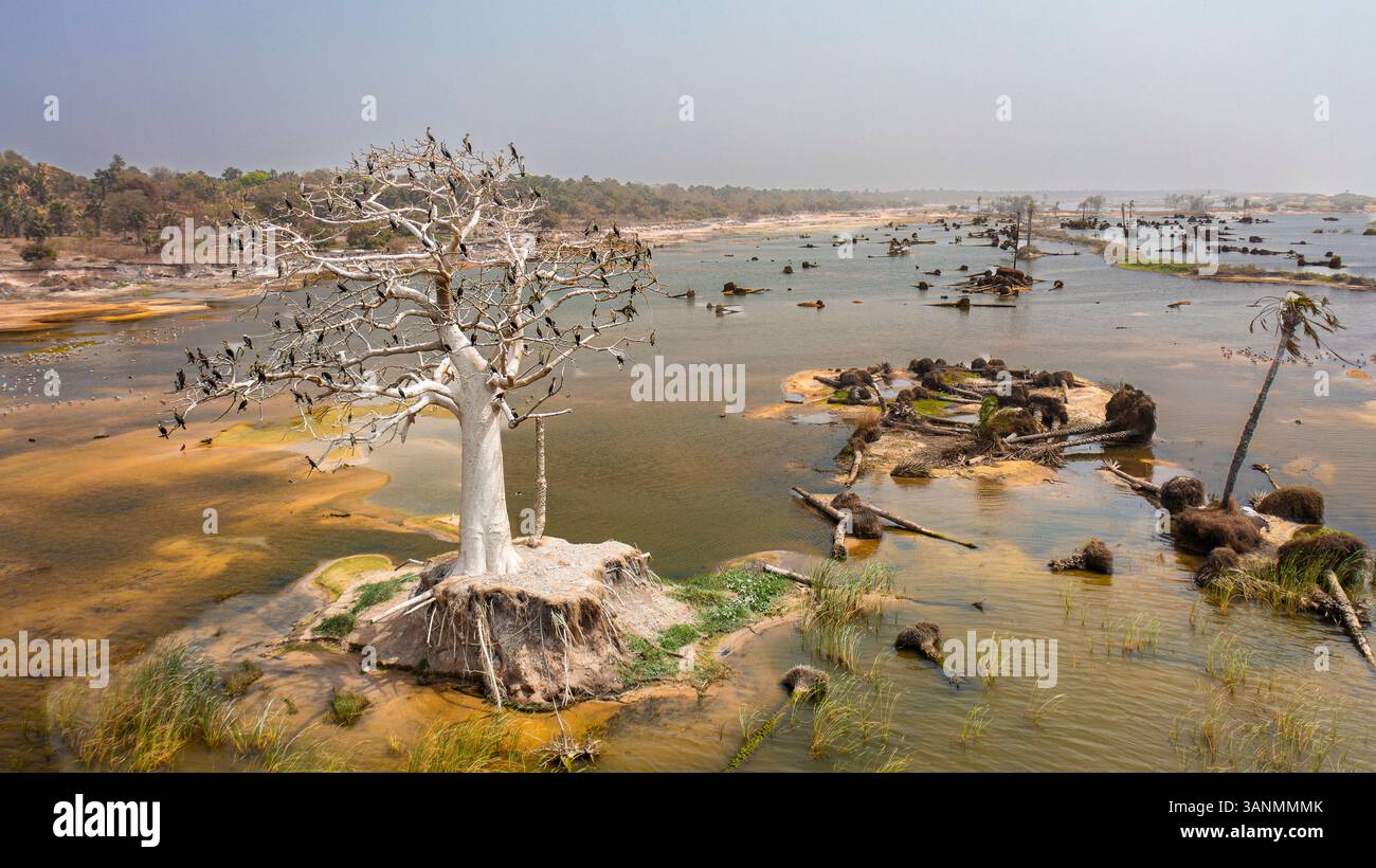 Aerial view of serene river side with white trees and wildlife, Banjul ...