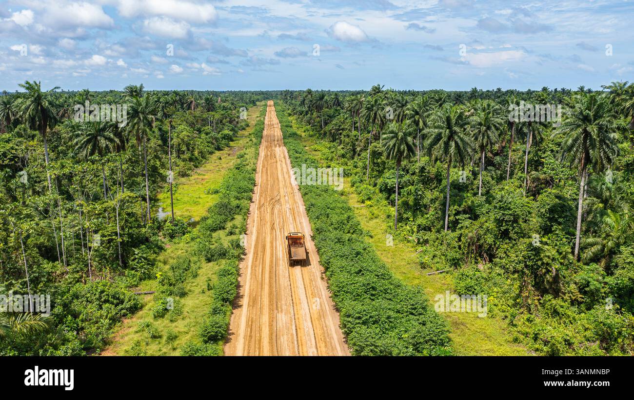 Aerial view of lush tropical forest with palm trees and a winding road ...