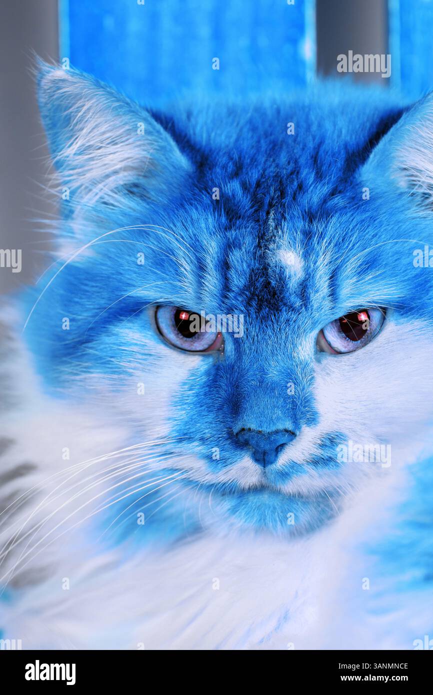 Blue-colored face portrait of a cute cat Stock Photo - Alamy