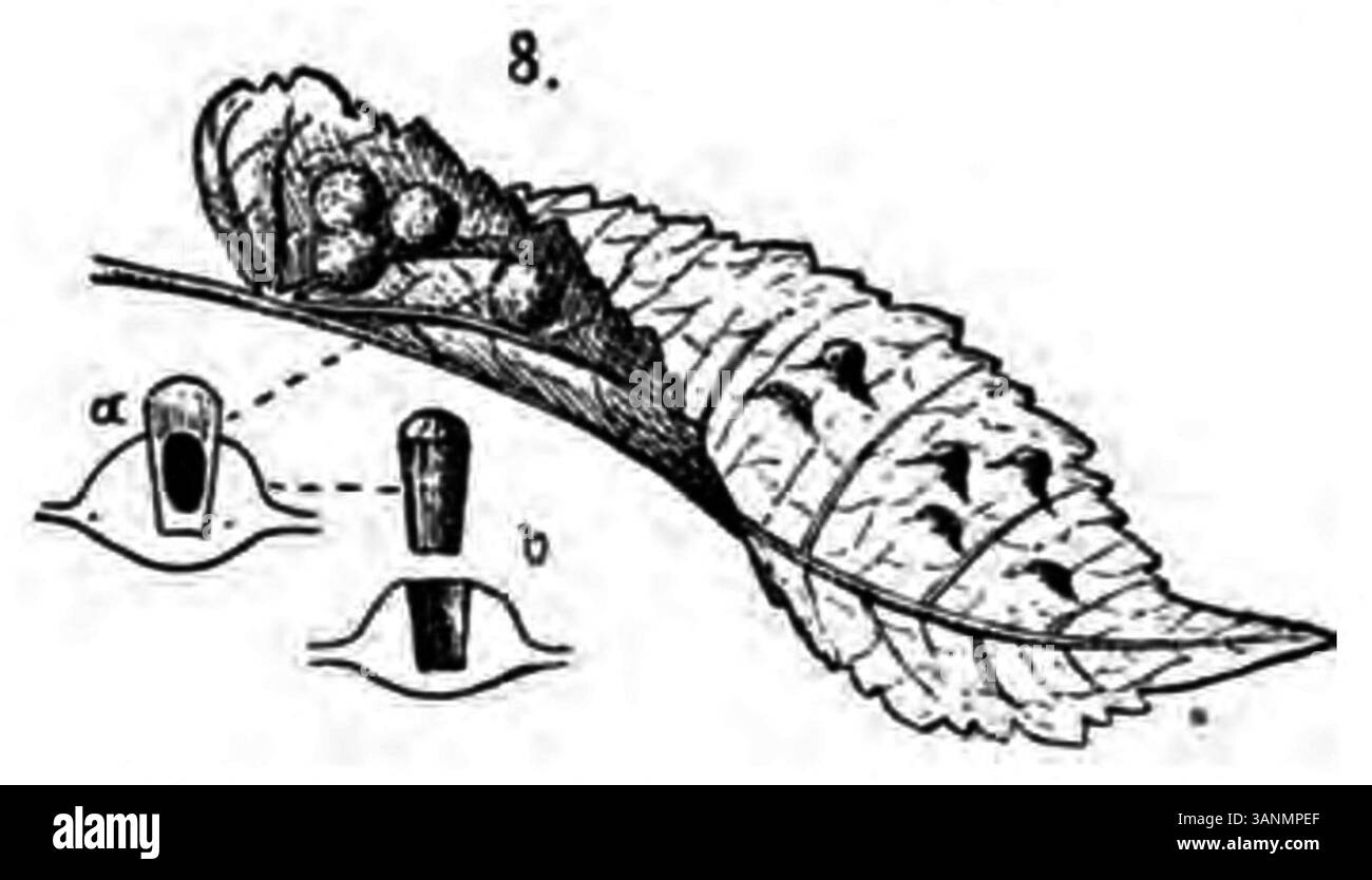 Illustration of galls on page 148 of Eli Heimans' 1906 book *Wandelen ...