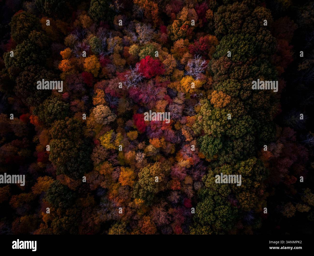 Aerial view of colorful autumn foliage and lush trees in Oak Hill Park ...