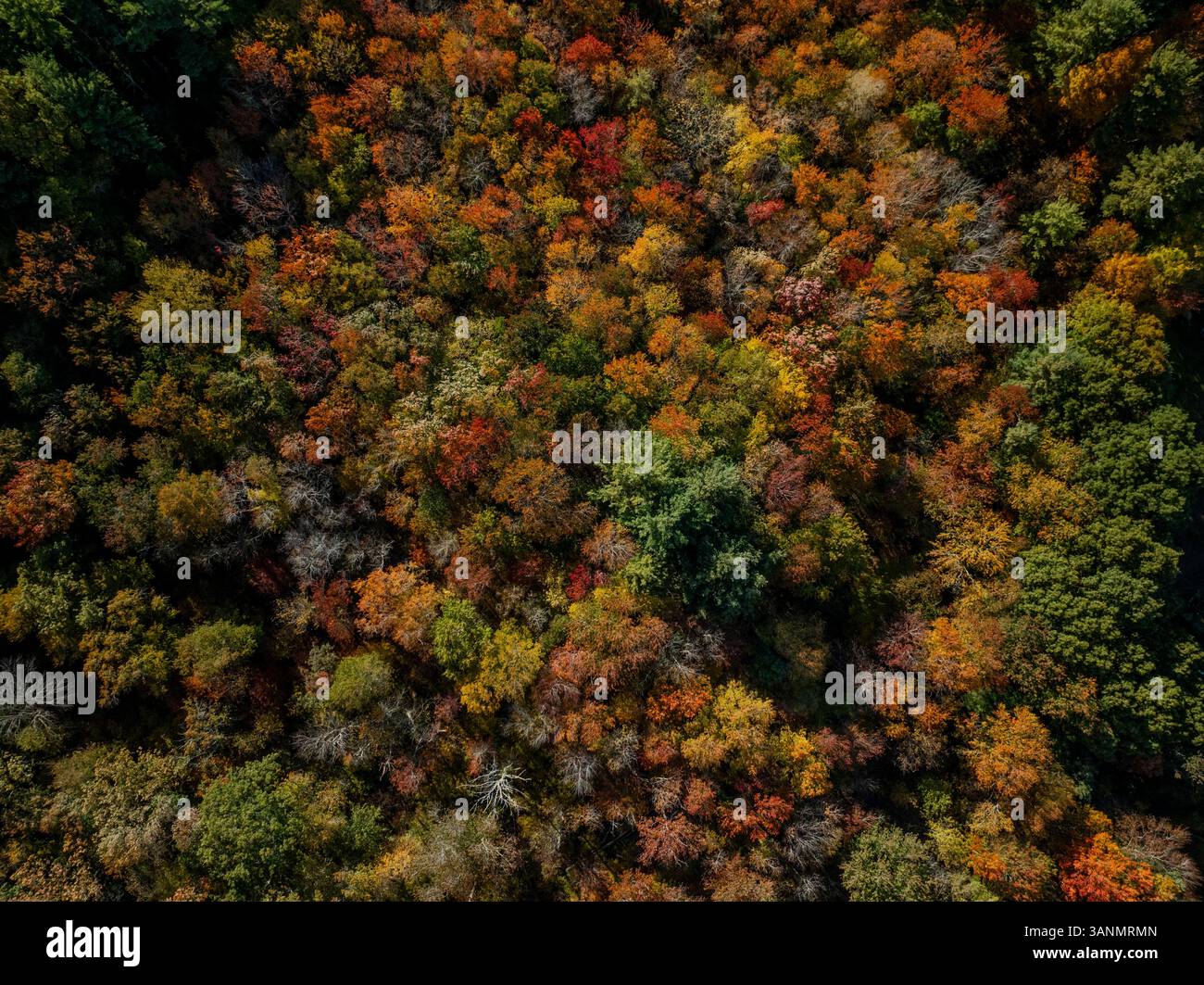Aerial view of colorful autumn foliage and trees in a serene forest ...