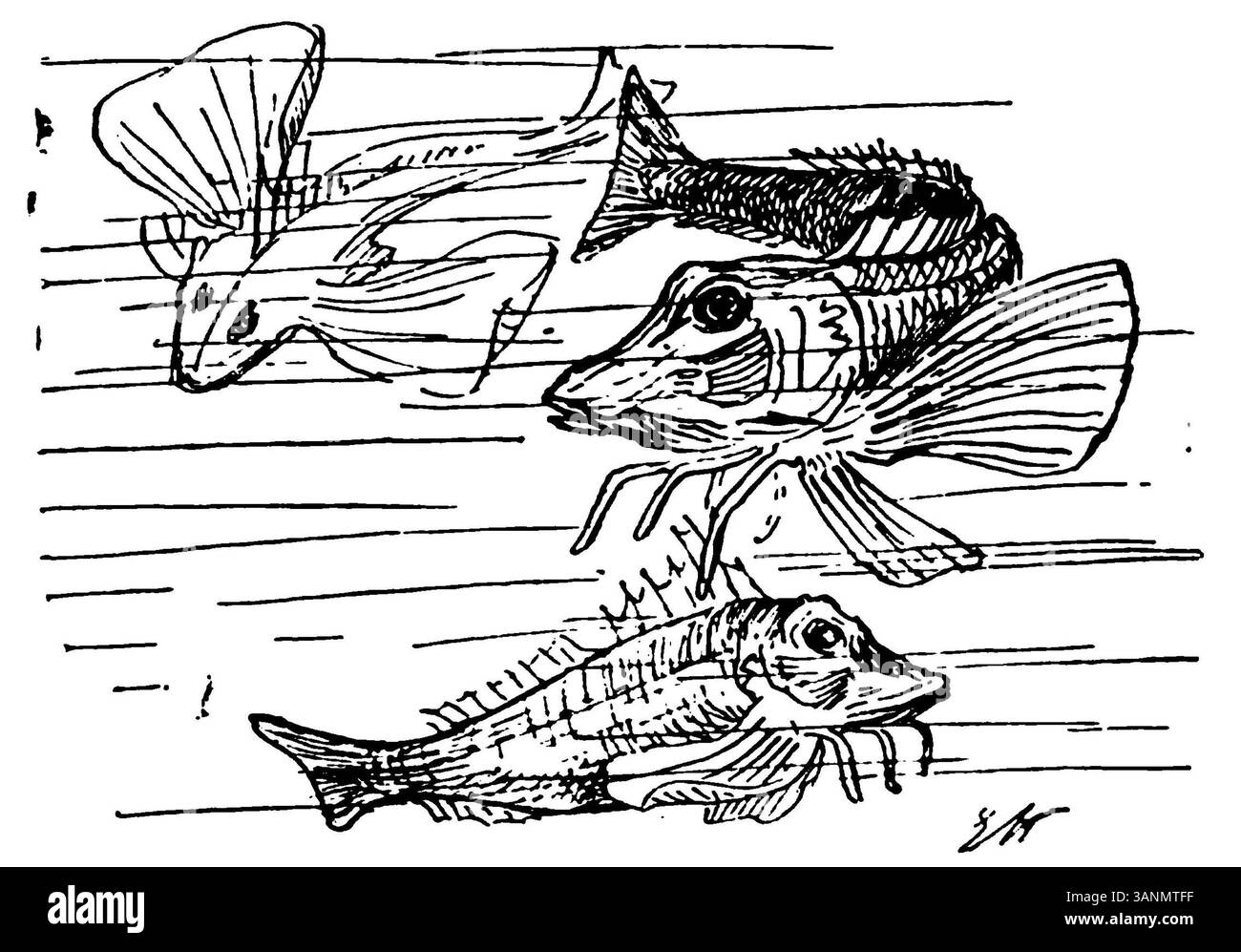 This image from page 36 of Eli Heimans' 1906 work 'Wandelen en ...