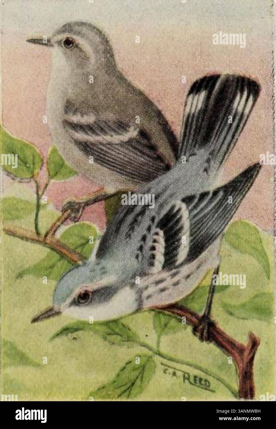 Chester A. Reed’s 1909 illustration shows a pair of Cerulean Warblers ...