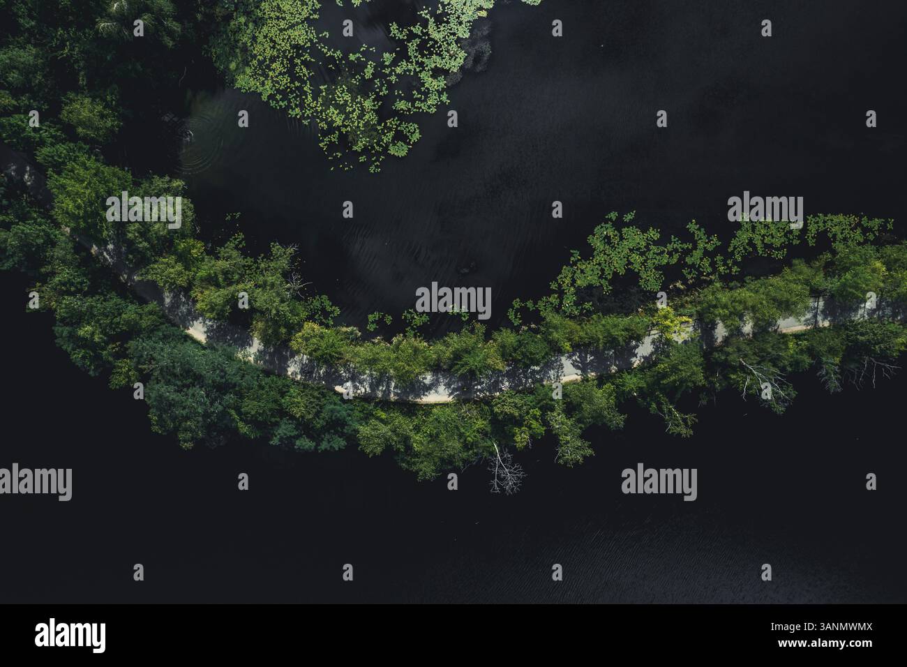 Aerial view of serene lake surrounded by lush forest and winding path ...