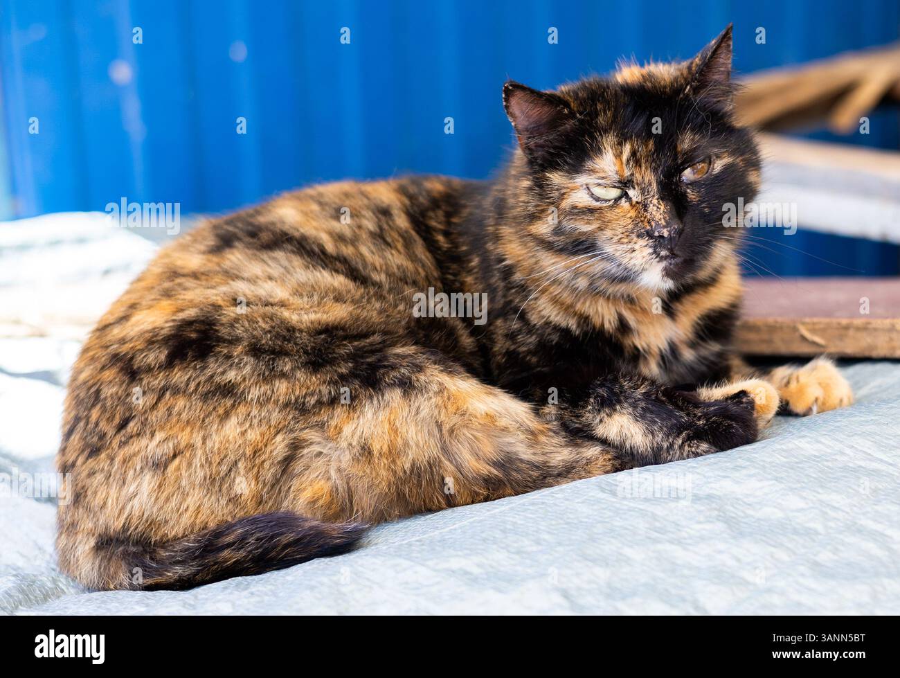 The cat enjoys the sun by the window Stock Photo - Alamy