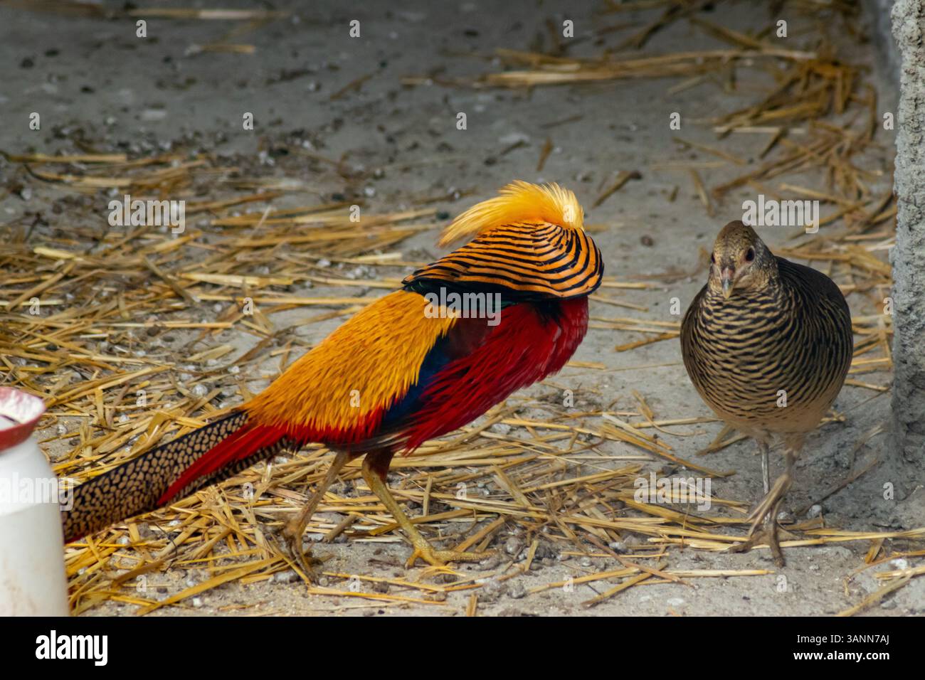 Male and female pheasants hi-res stock photography and images - Alamy