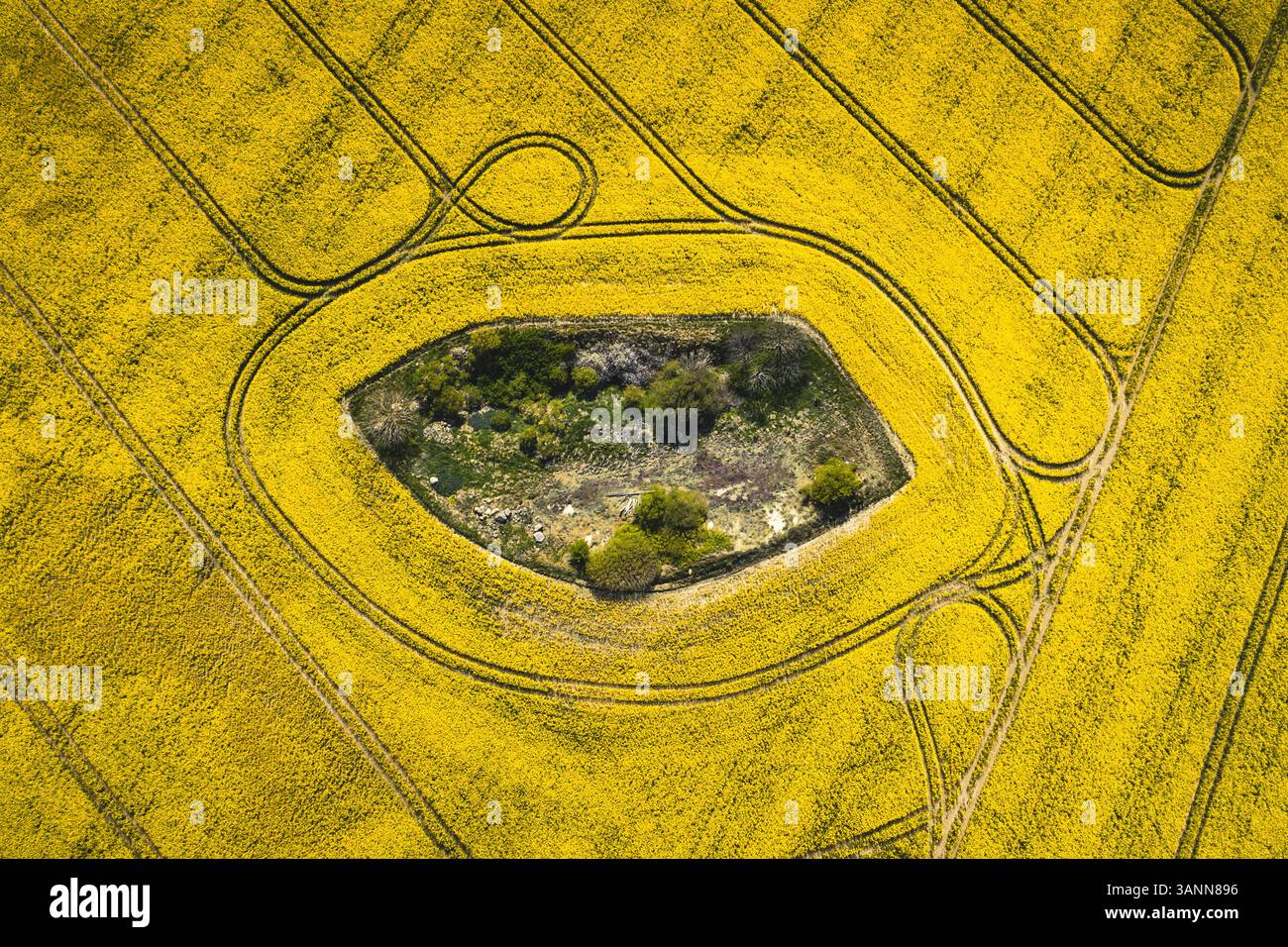 Aerial view of vibrant rapeseed field with beautiful patterns in the ...