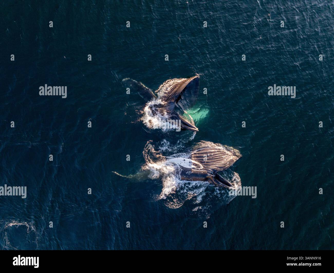 Aerial view of humpback whales swimming in the beautiful blue ocean ...