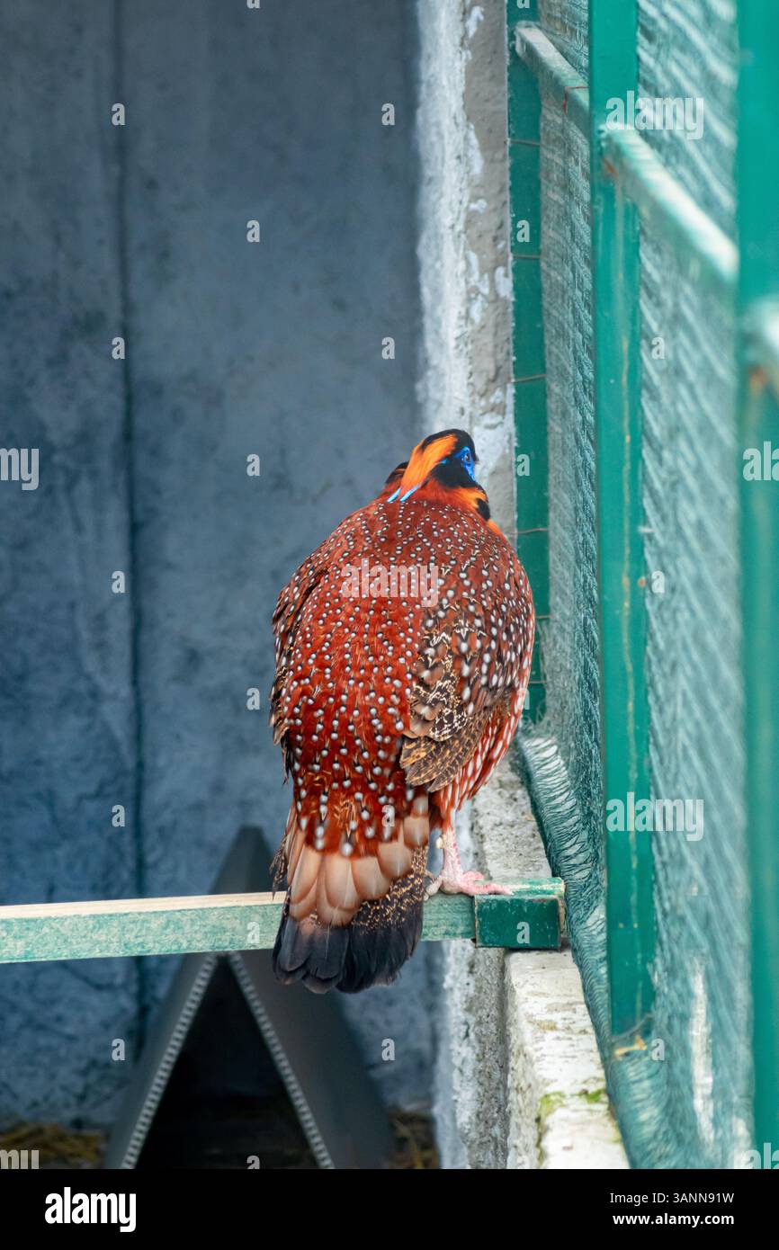 Vibrant pheasant perched near a fence, showcasing its bold plumage with ...