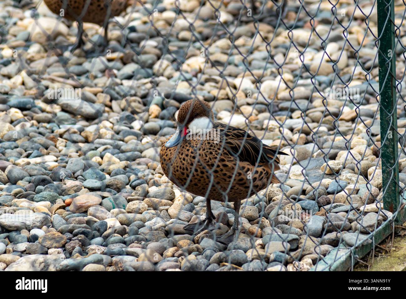 Duck behind mesh hi-res stock photography and images - Alamy
