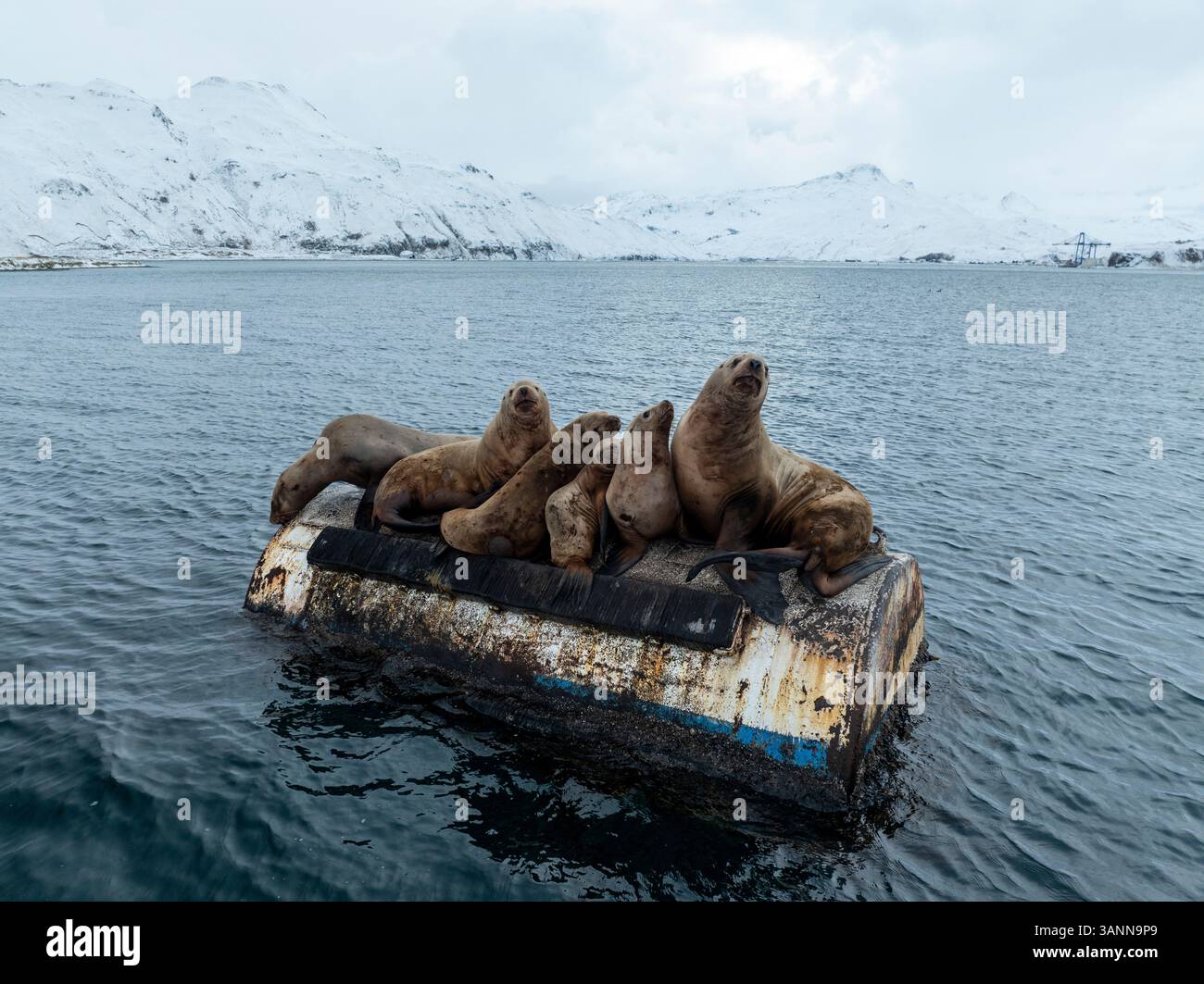 Aerial view of seals in the ocean with snowy mountains in the ...