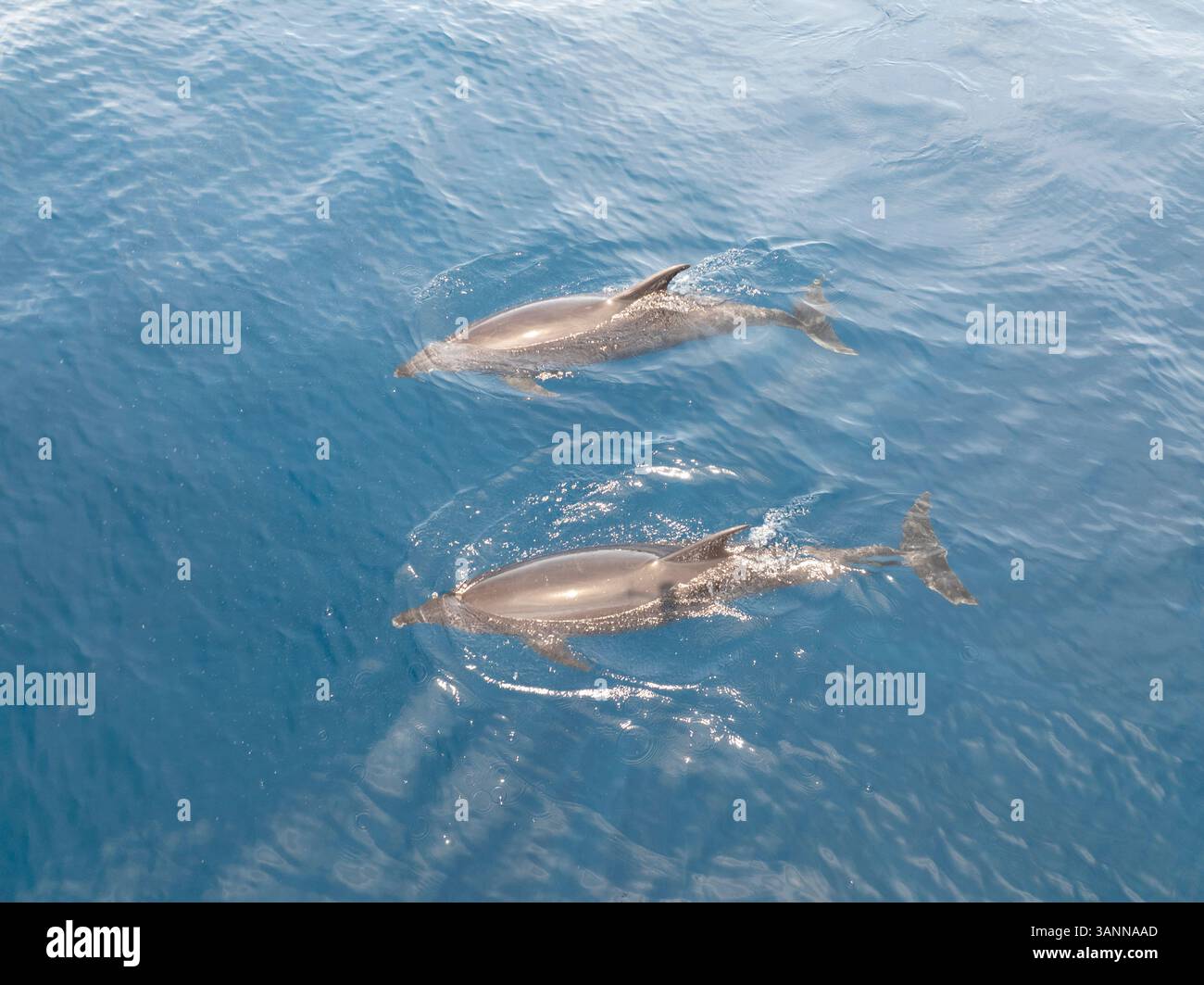 Aerial view of dolphins swimming in the beautiful blue ocean, Baja ...