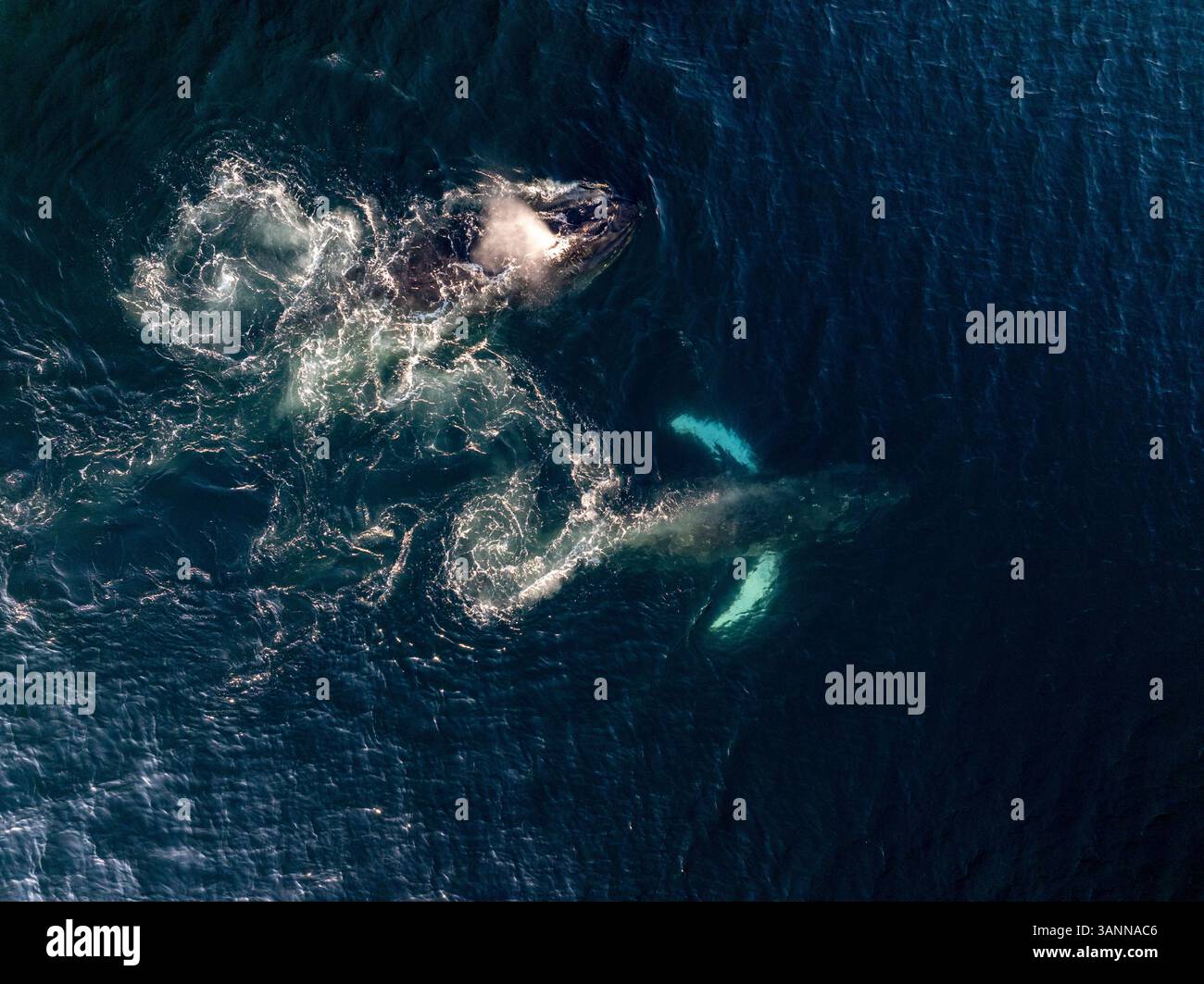 Aerial view of humpback whales swimming in the beautiful ocean ...