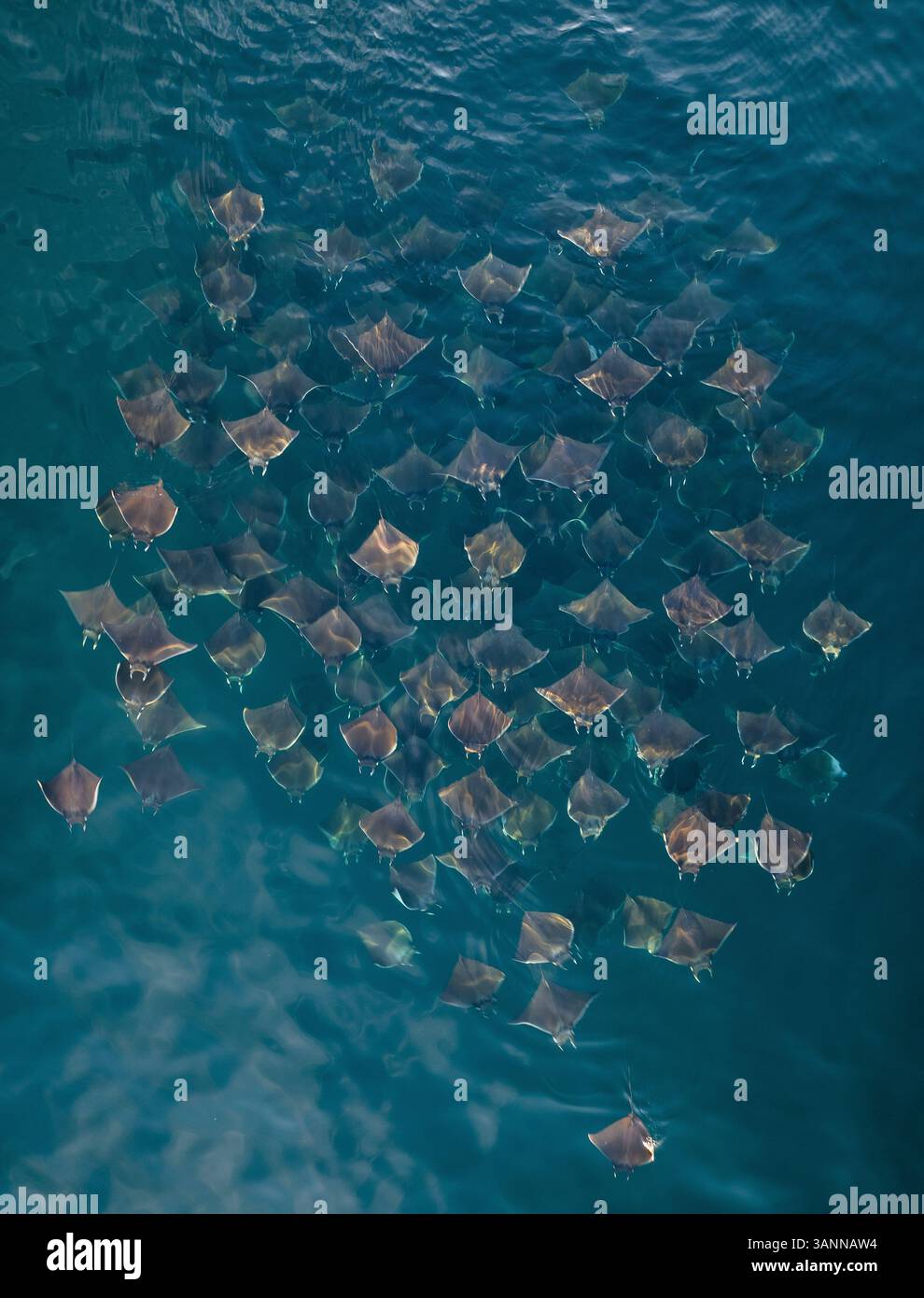 Aerial view of a beautiful group of mobulas swimming in the blue ocean ...