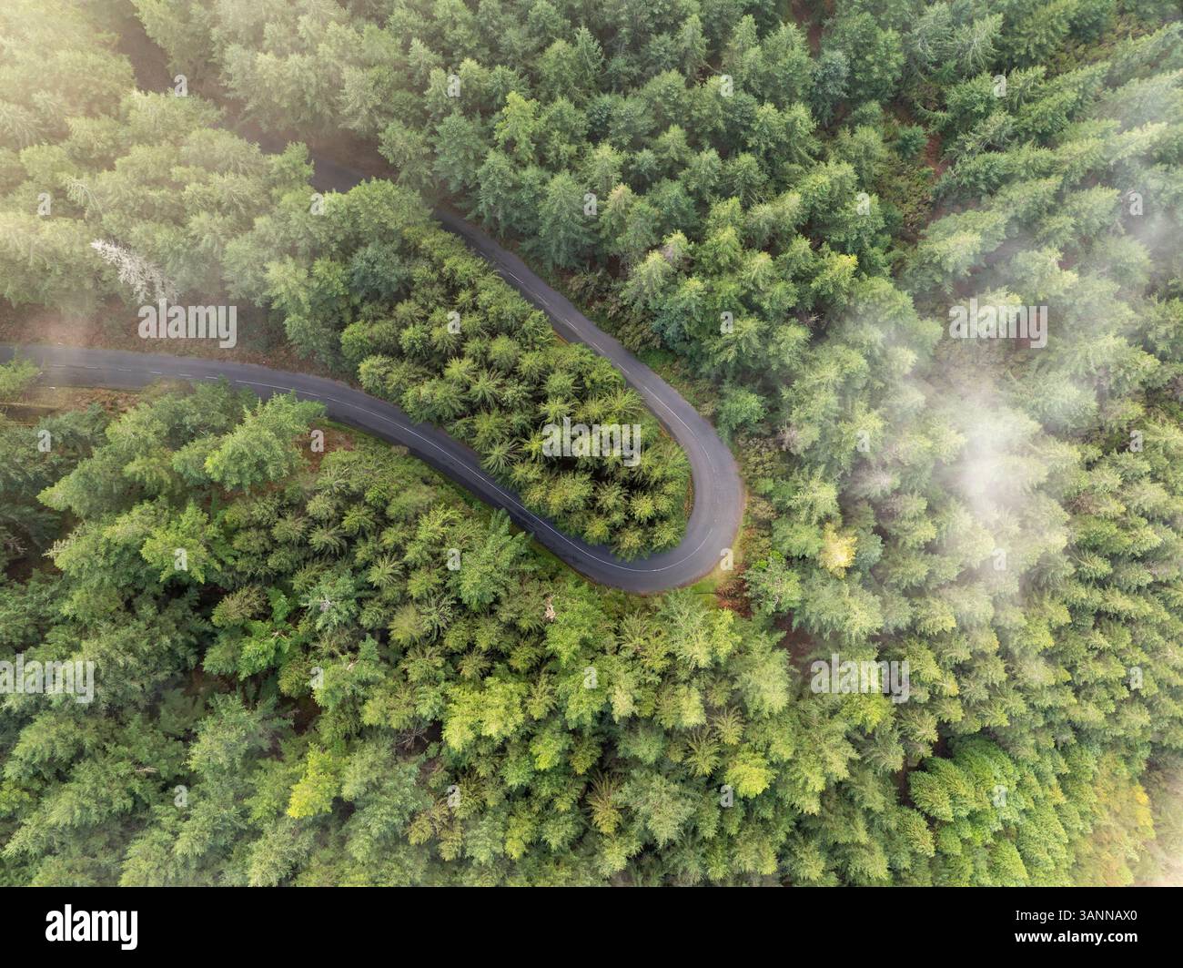 Aerial view of lush green forest and winding road through trees, Porto ...