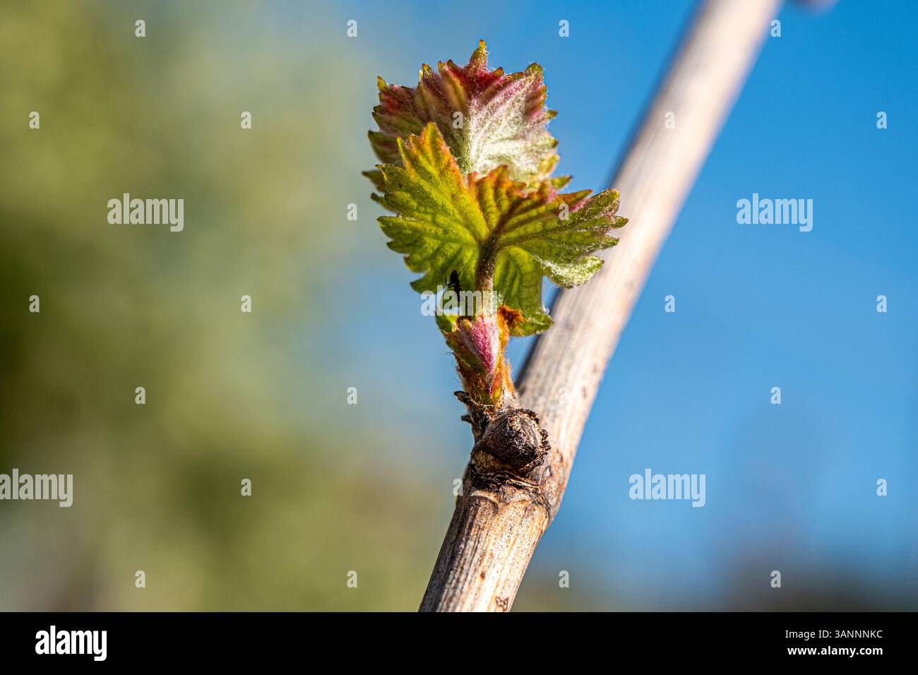 Vite in primavera hi-res stock photography and images - Alamy