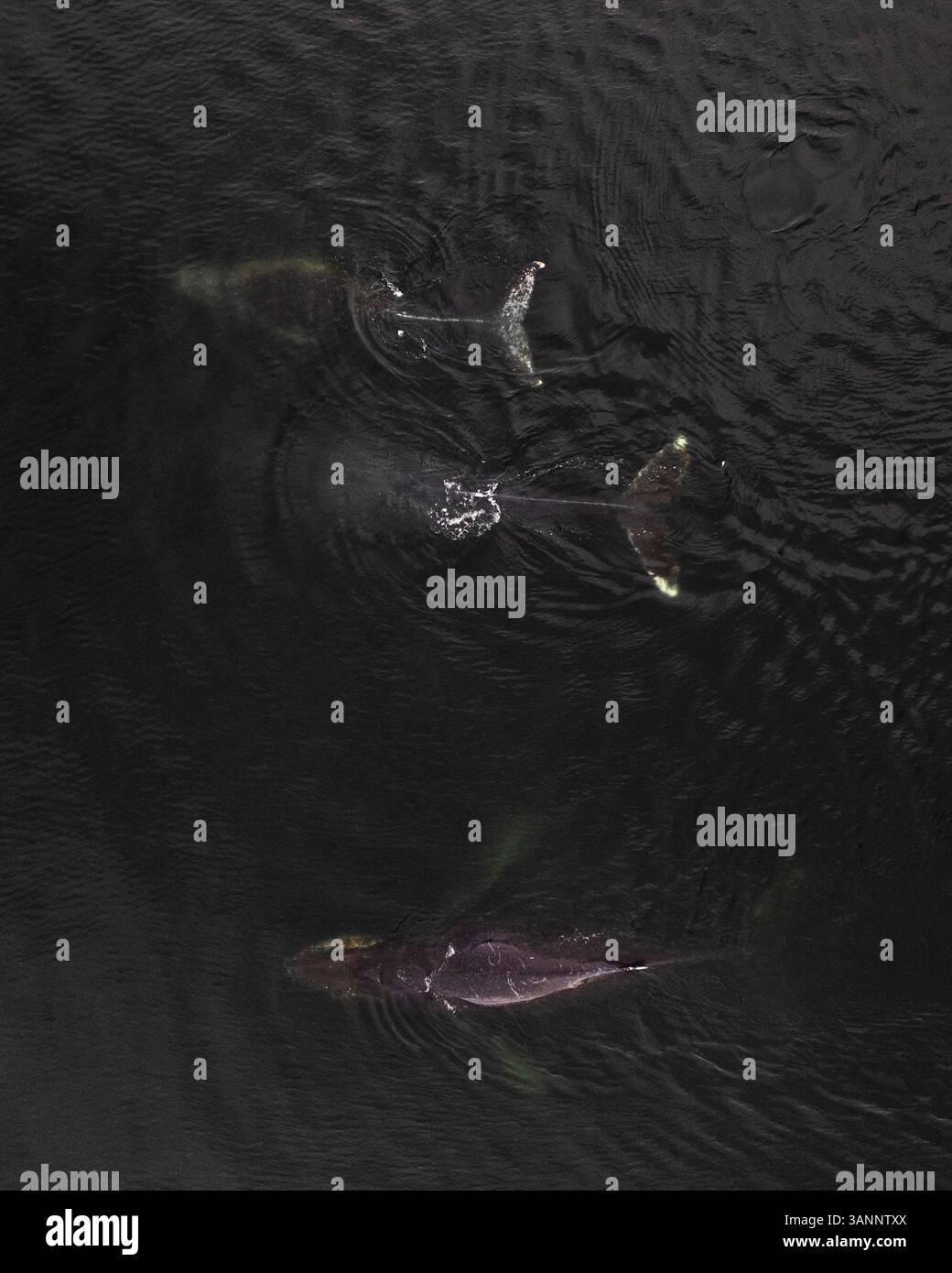 Aerial view of Whales along the coast in Broad Bay, Unalaska, Alaska ...