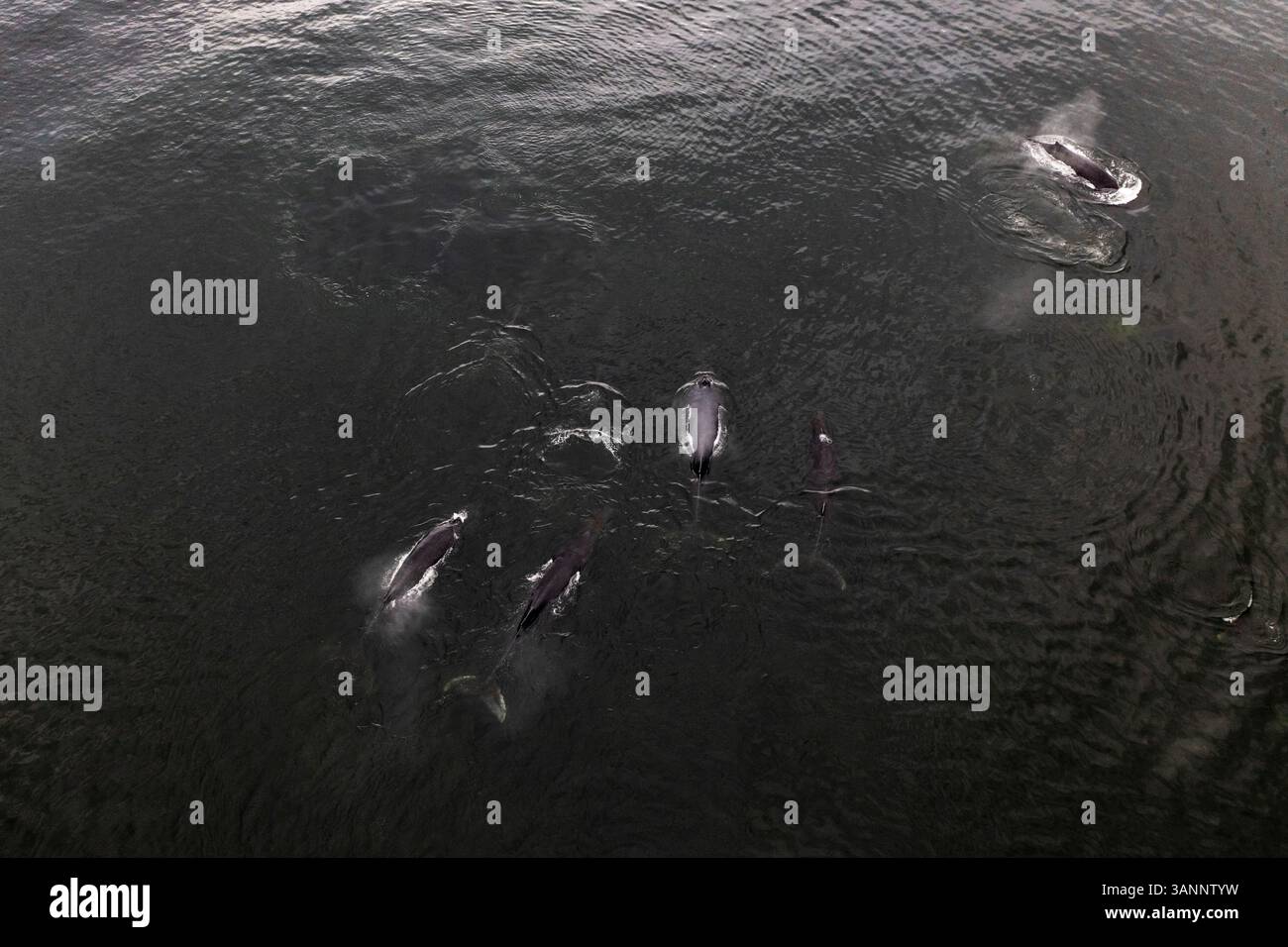 Aerial view of Whales along the coast in Broad Bay, Unalaska, Alaska ...