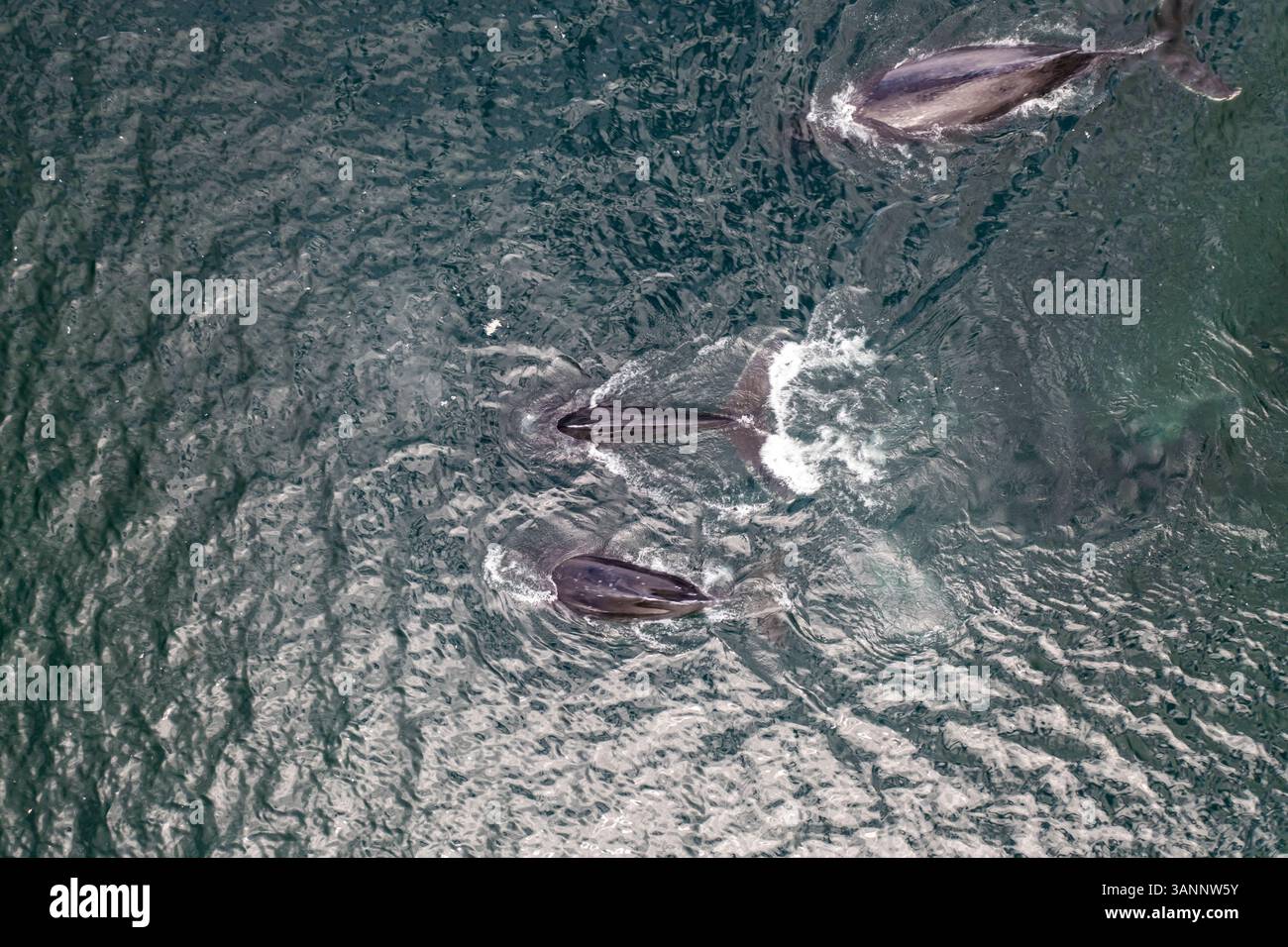 Aerial view of Whales along the coast in Broad Bay, Unalaska, Alaska ...
