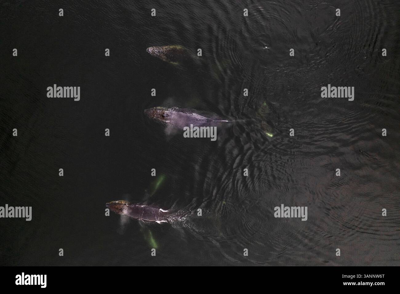 Aerial view of Whales along the coast in Broad Bay, Unalaska, Alaska ...