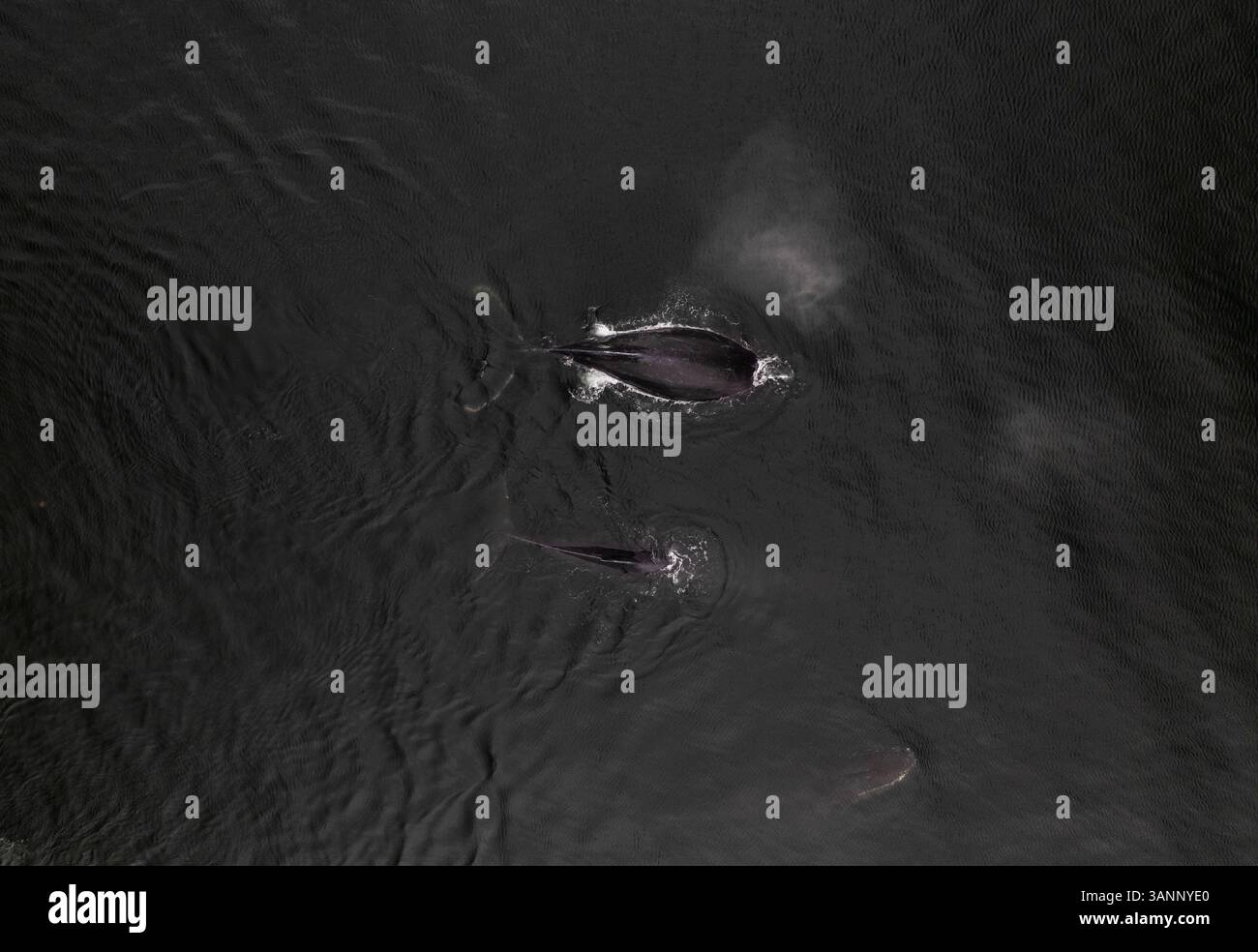 Aerial view of Whales along the coast in Broad Bay, Unalaska, Alaska ...
