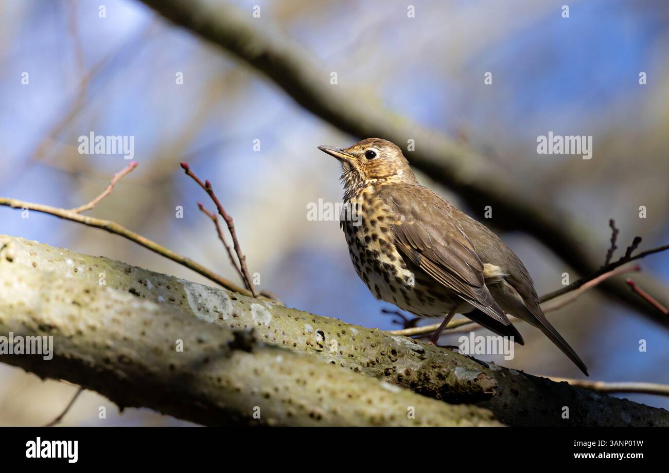 Thrush bird on twig hi-res stock photography and images - Alamy