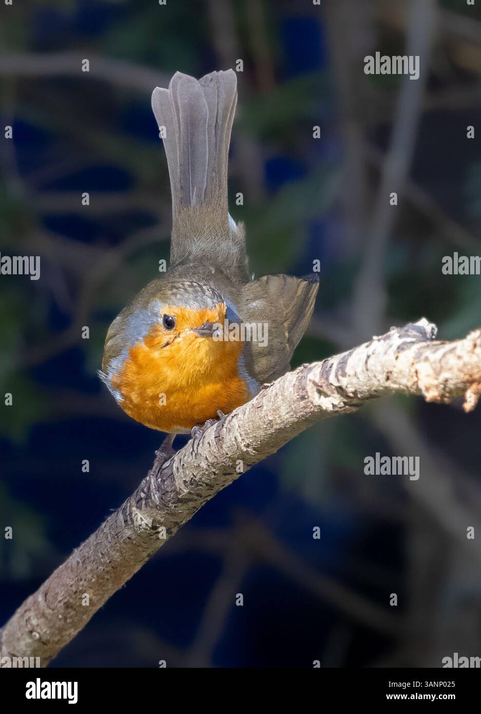 European Robin is ready to fly away Stock Photo - Alamy