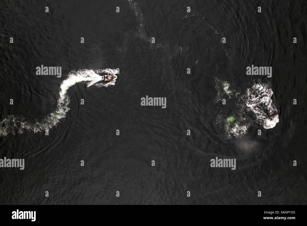 Aerial view whales along coast hi-res stock photography and images - Alamy