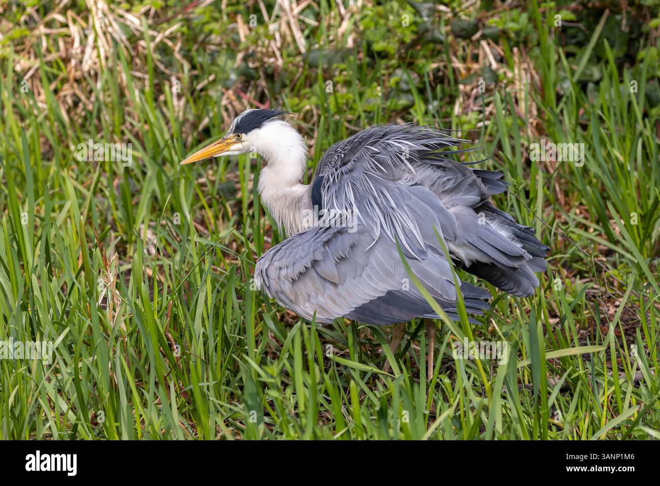 Grey heron shaking body in hi-res stock photography and images - Alamy