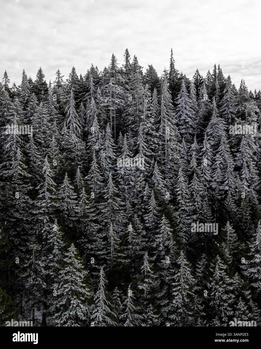 Aerial view of a forest with pine trees, Oregon, United States Stock ...